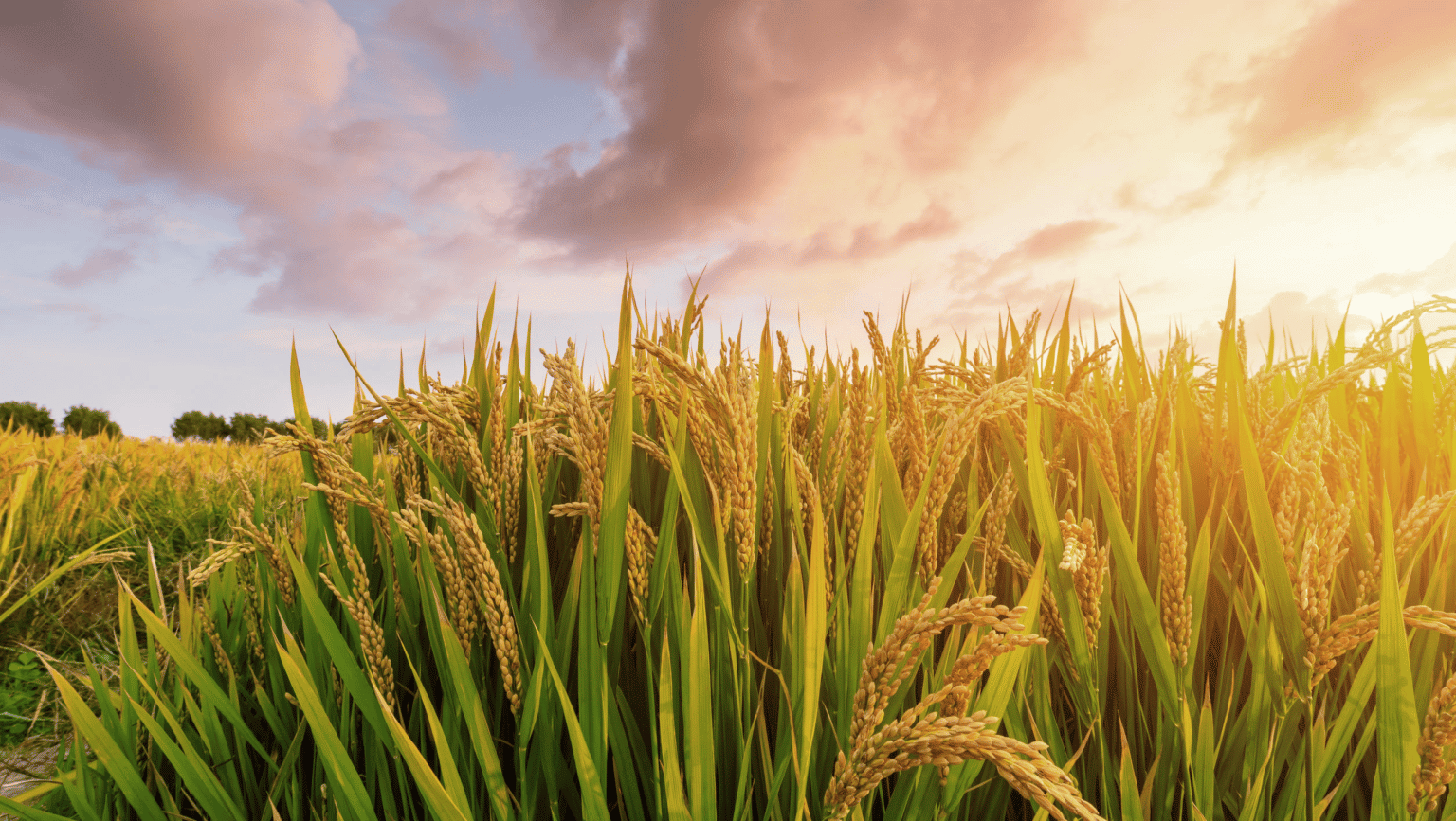 El sector agroalimentario en 2021: atento a los cambios en los hábitos ... El sector agroalimentario en 2021: atento a los cambios en los hábitos ...